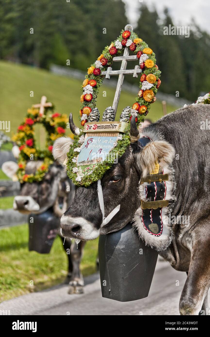 Almabtrieb südtirol hi-res stock photography and images - Alamy