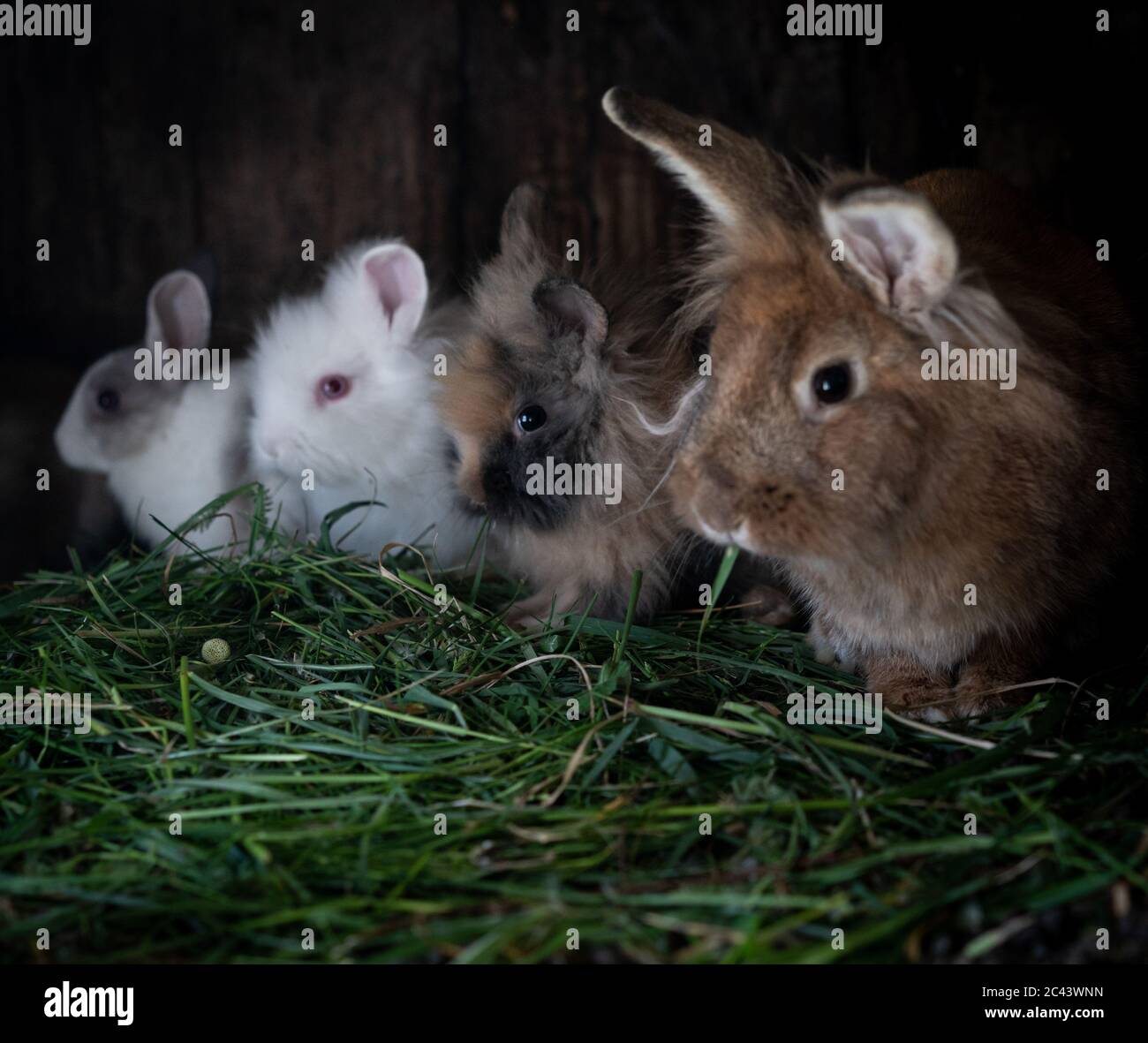 Rabbit livestock farm with animal cages Stock Photo - Alamy