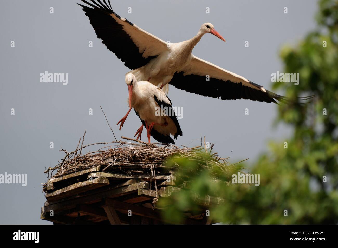 Two white storks on stork nest, Poland Stock Photo - Alamy