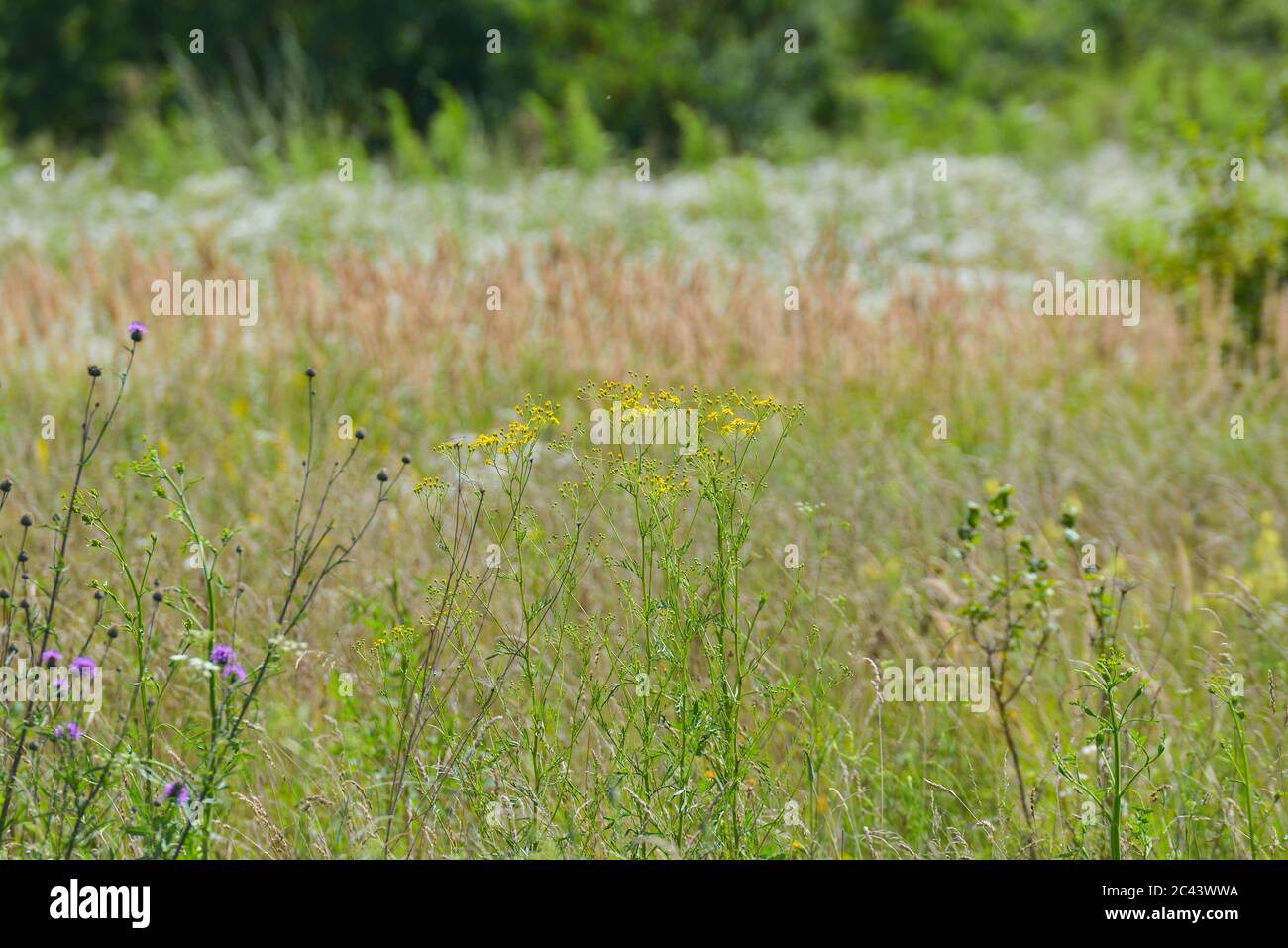 Tranquil field hi-res stock photography and images - Alamy