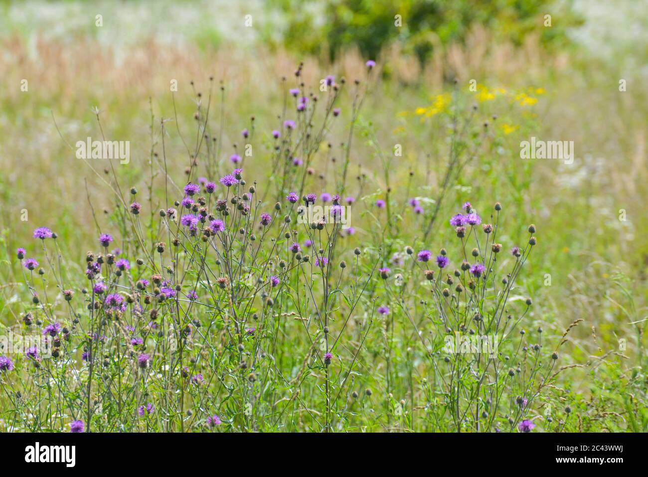 Botanical field hi-res stock photography and images - Alamy