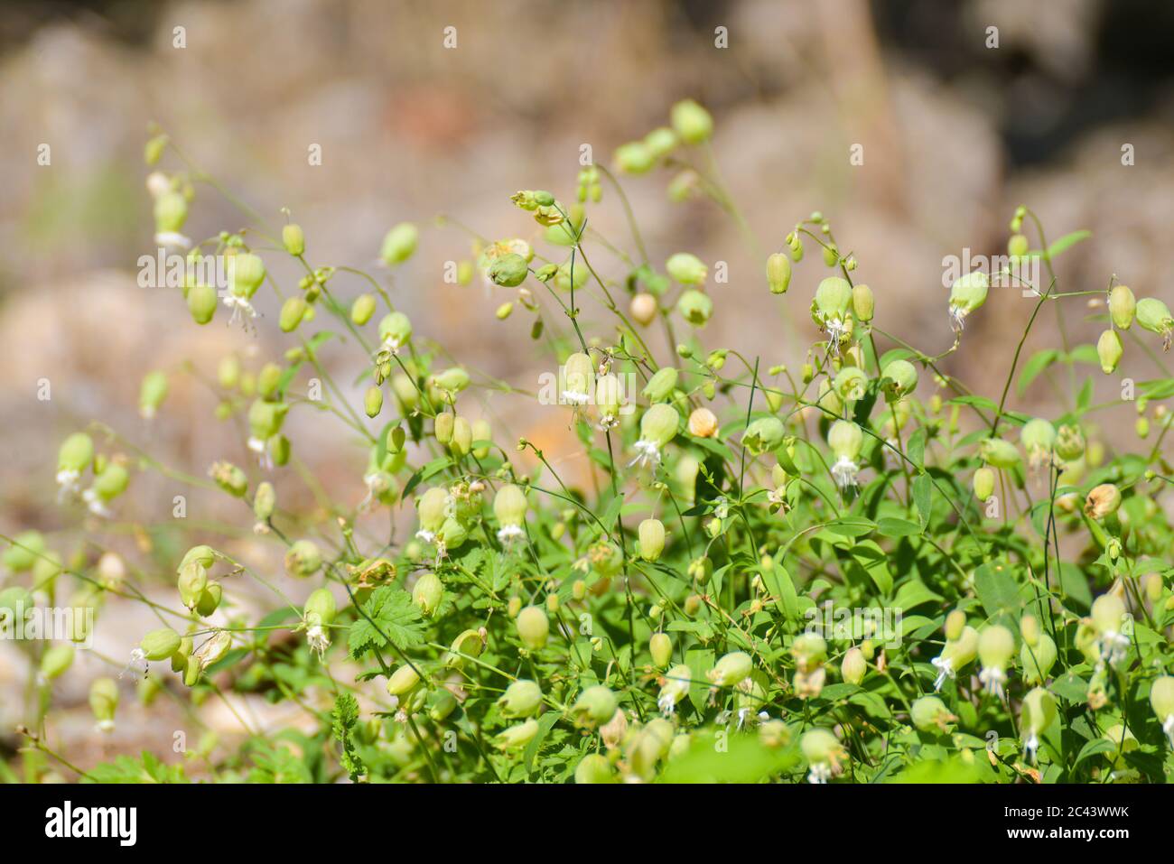 Wild flora and herbs hi-res stock photography and images - Alamy
