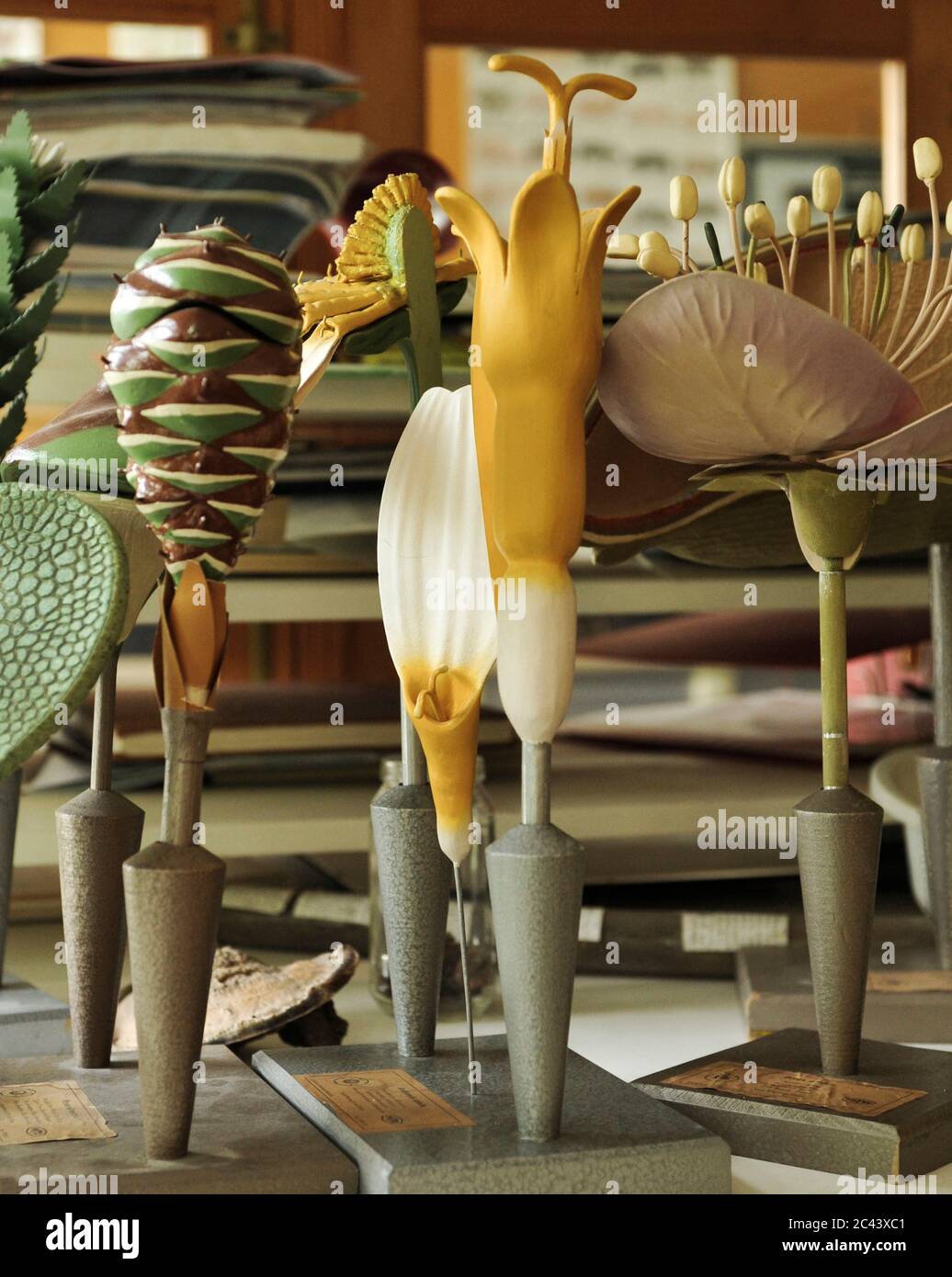 Models of plants Stock Photo - Alamy