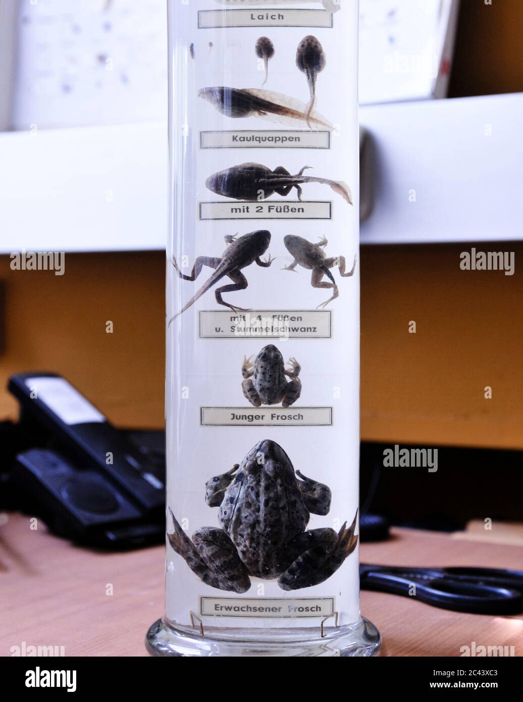 Stages of development of a frog Stock Photo - Alamy