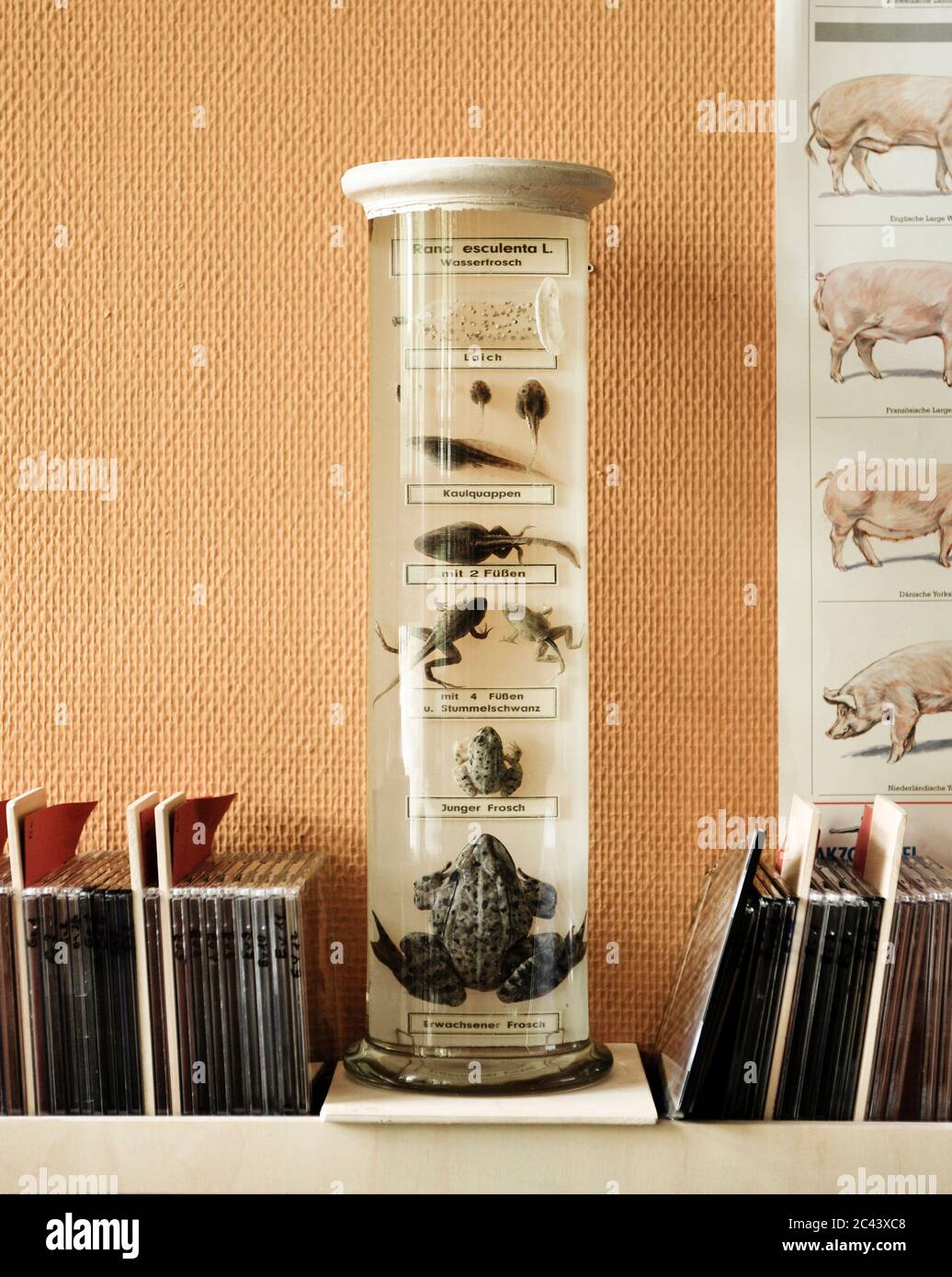 Stages of development of a frog Stock Photo - Alamy