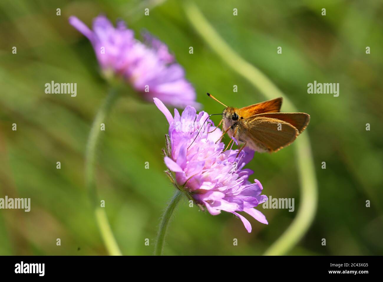 Himalayan butterfly hi-res stock photography and images - Alamy