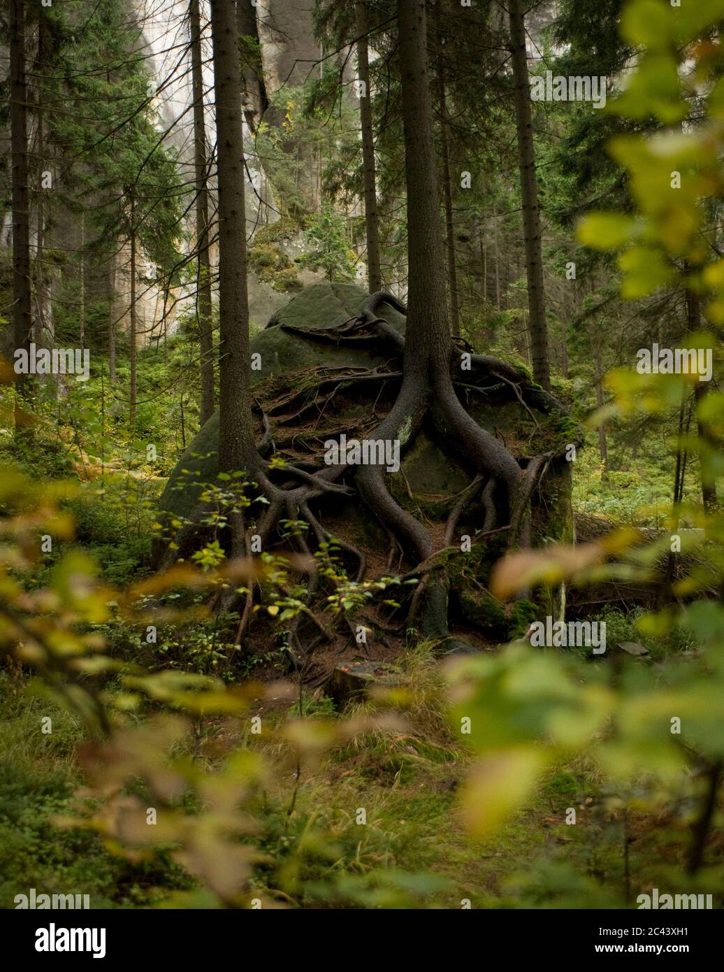 Trees rooted on a rock in the forest Stock Photo - Alamy