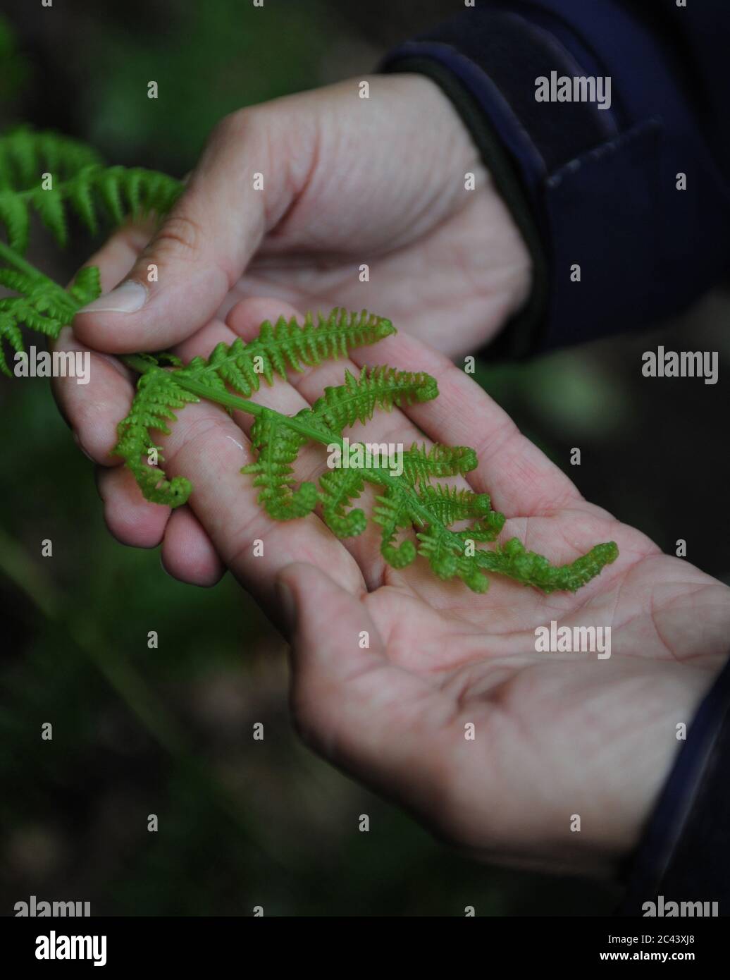 Hand holds fern leaf hi-res stock photography and images - Alamy