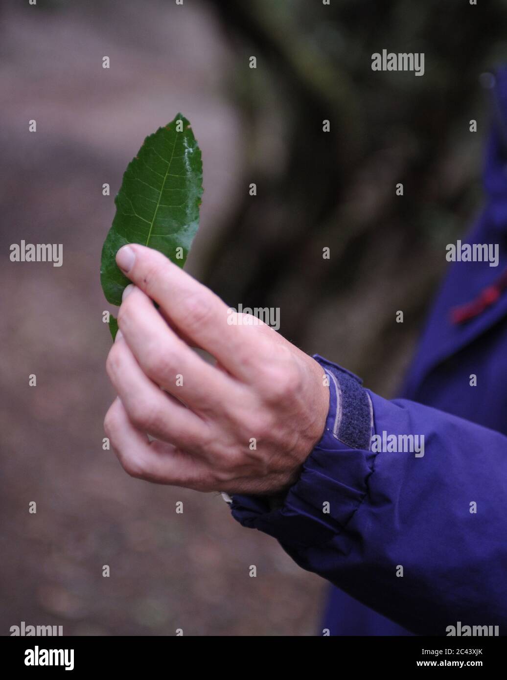 Hand natural leaf environment hi-res stock photography and images - Alamy