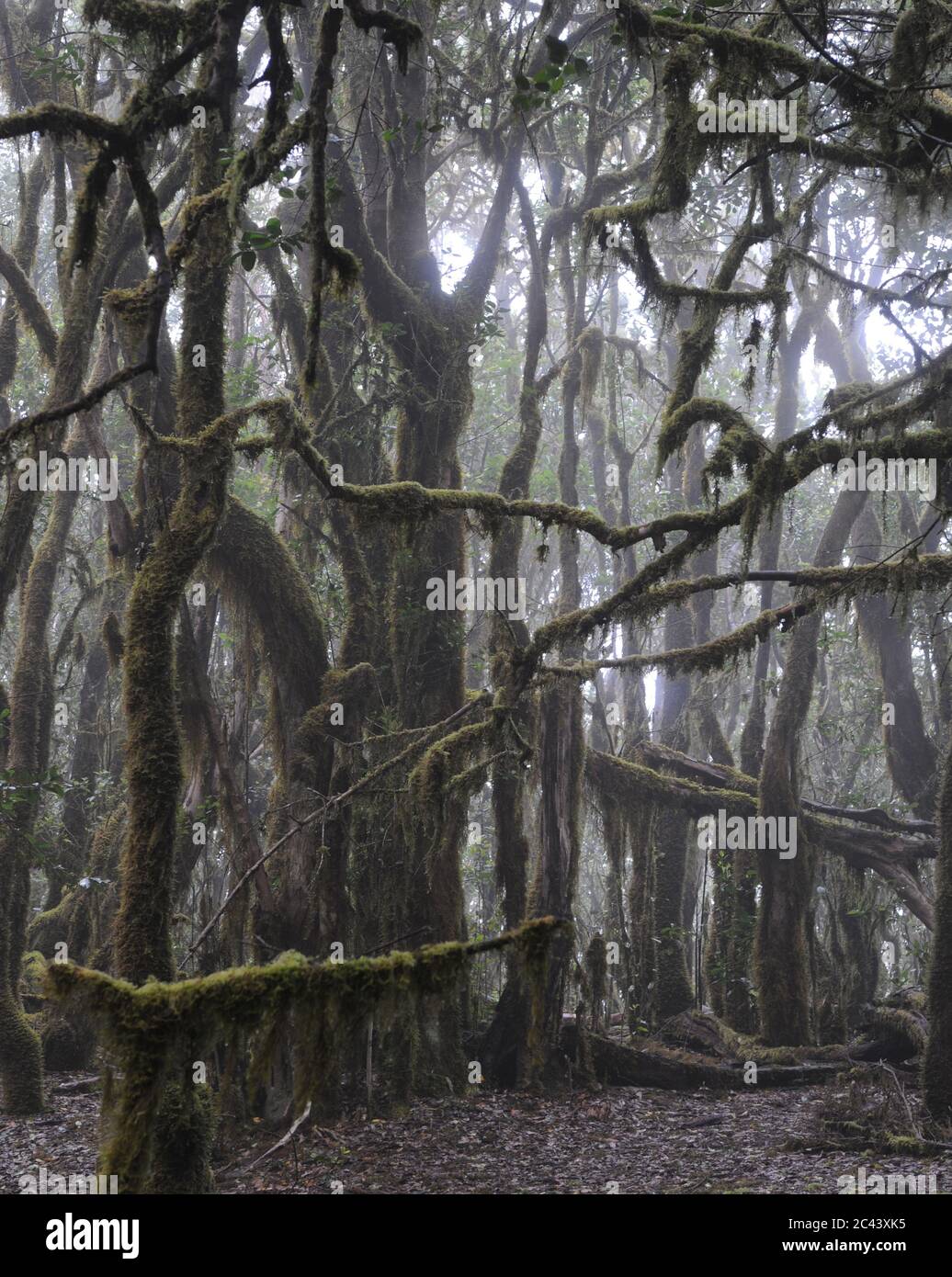 Jungle la gomera in hi-res stock photography and images - Alamy