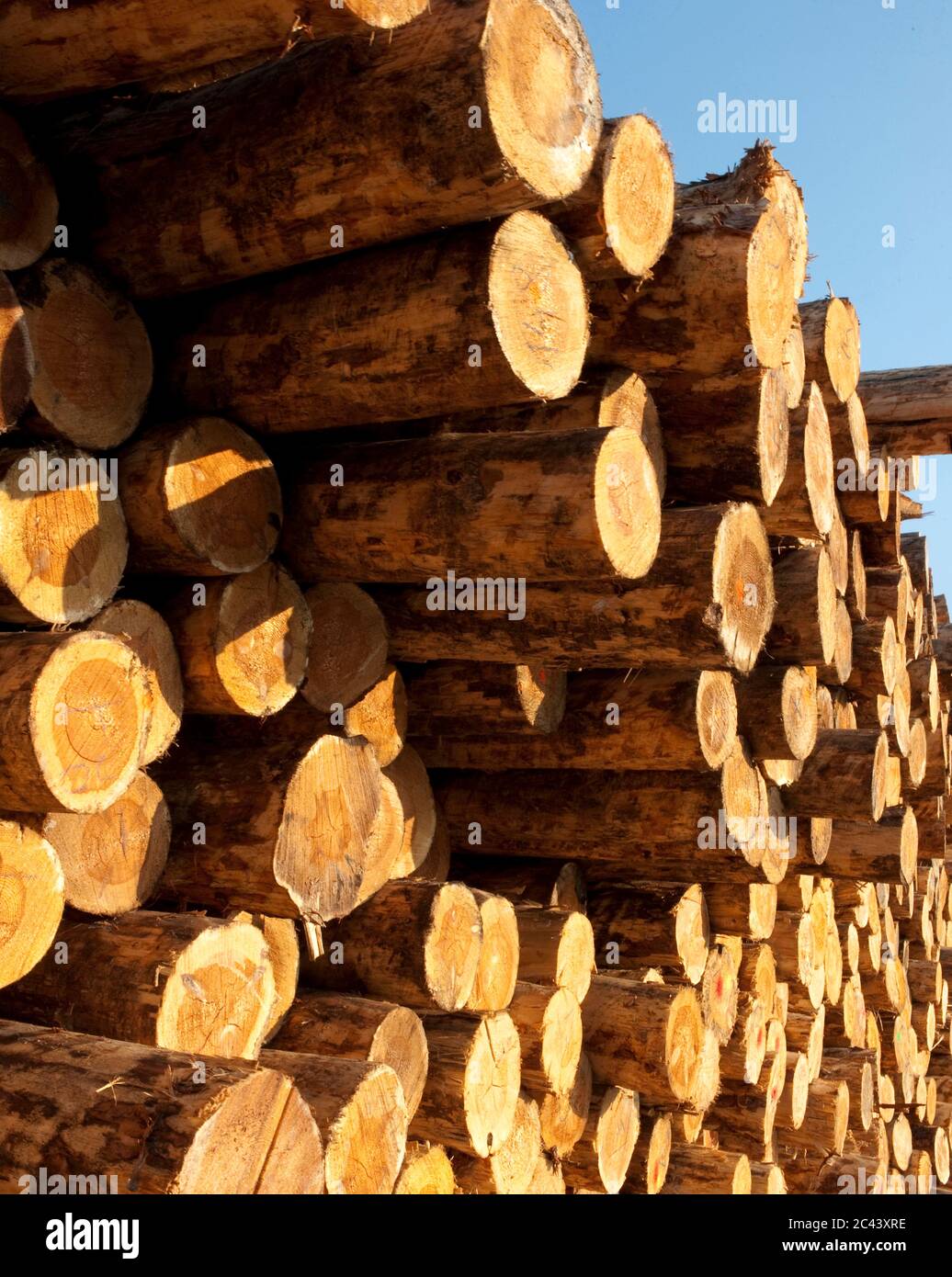 Stack of logs in a sawmill, Sollenau, Austria Stock Photo - Alamy