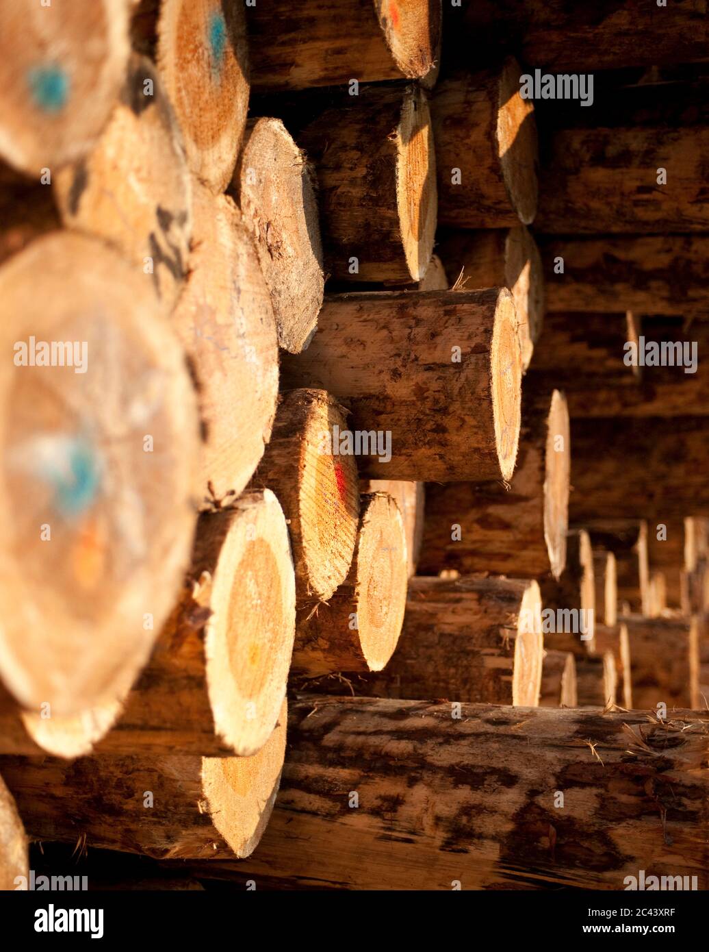 Stack of logs in a sawmill, Sollenau, Austria Stock Photo - Alamy