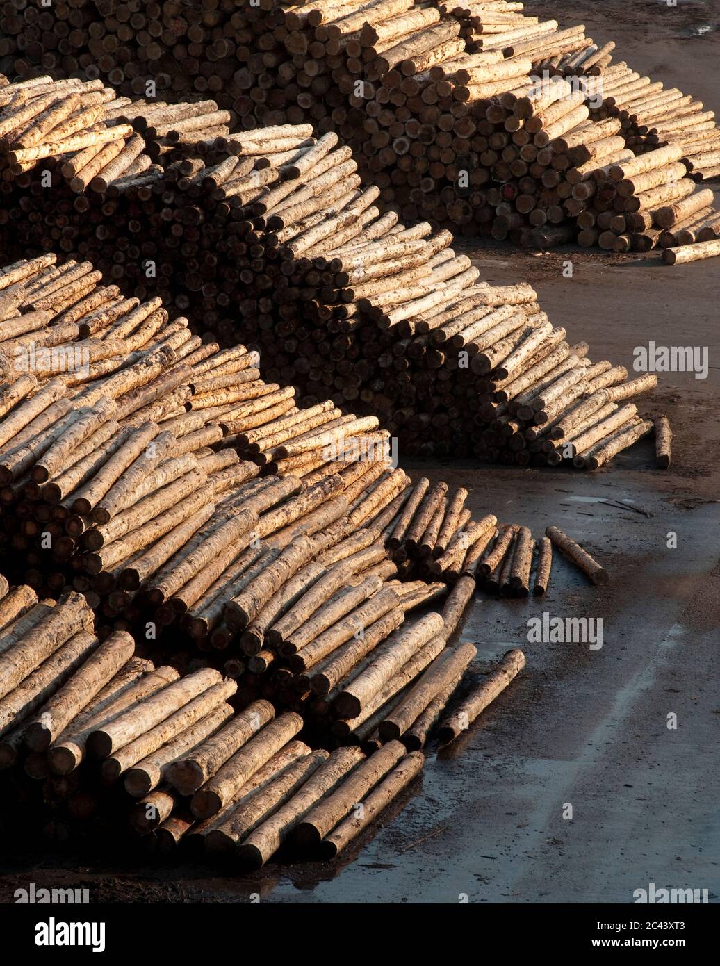 Stack of logs in a sawmill, Sollenau, Austria Stock Photo - Alamy