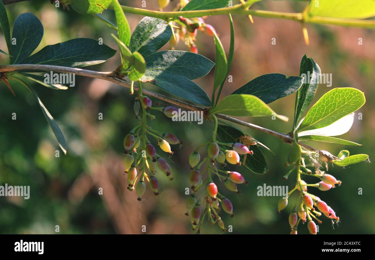 Berberis aristata hi-res stock photography and images - Alamy