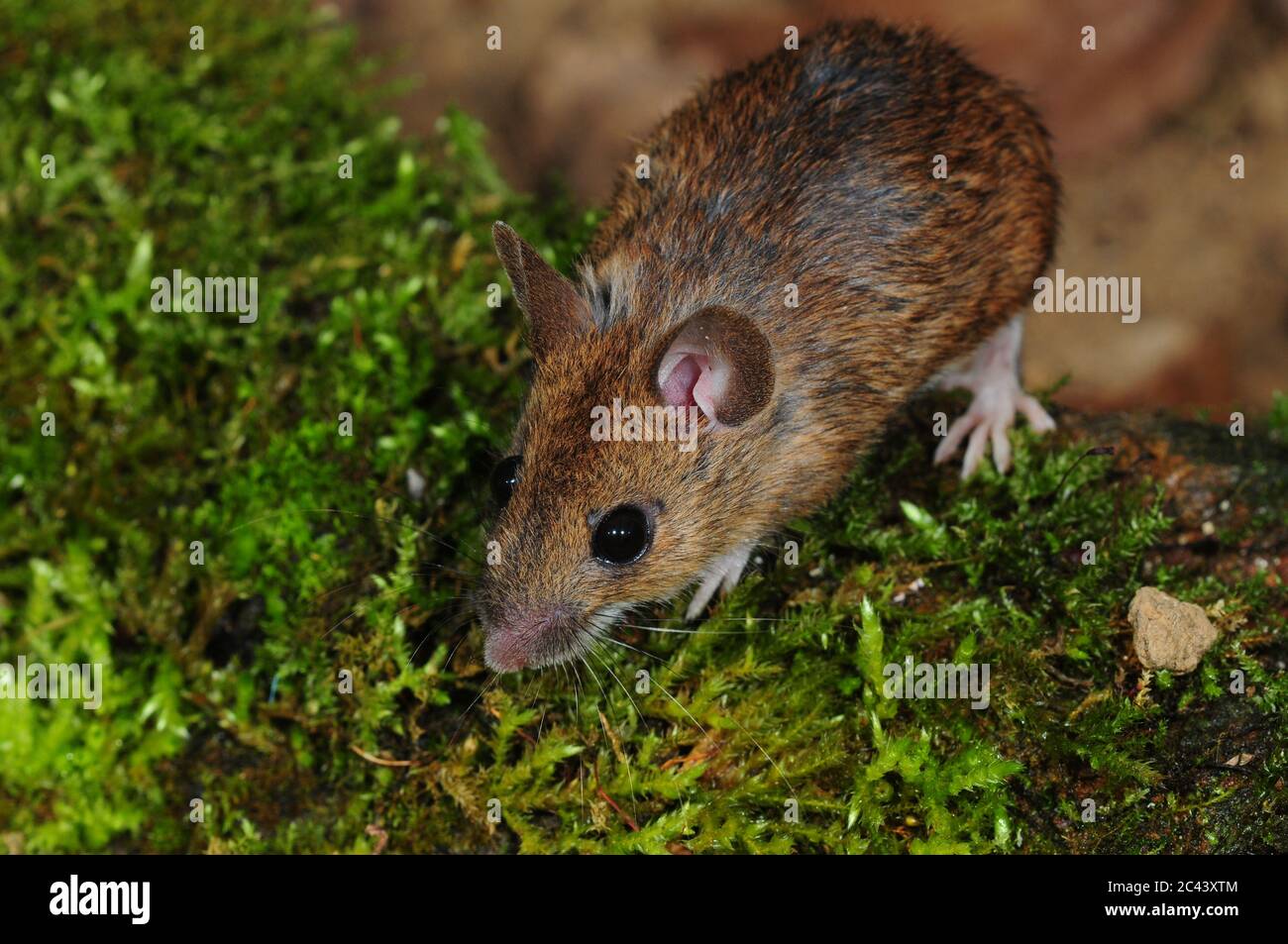 wood mouse apodemus sylvaticus Stock Photo - Alamy