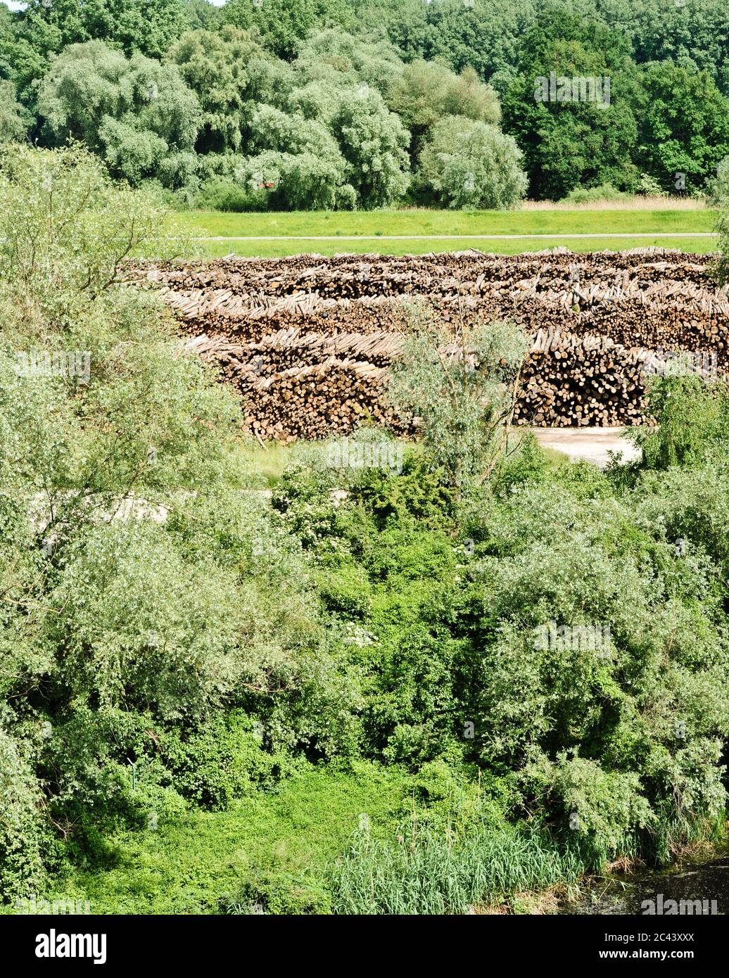 Pile of logs in a particle board plant Stock Photo - Alamy