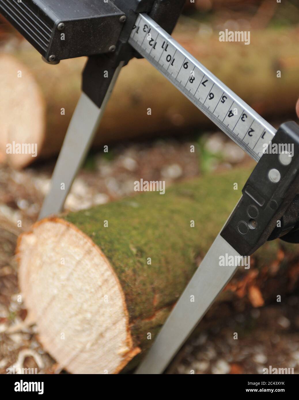 Log is measured Stock Photo - Alamy