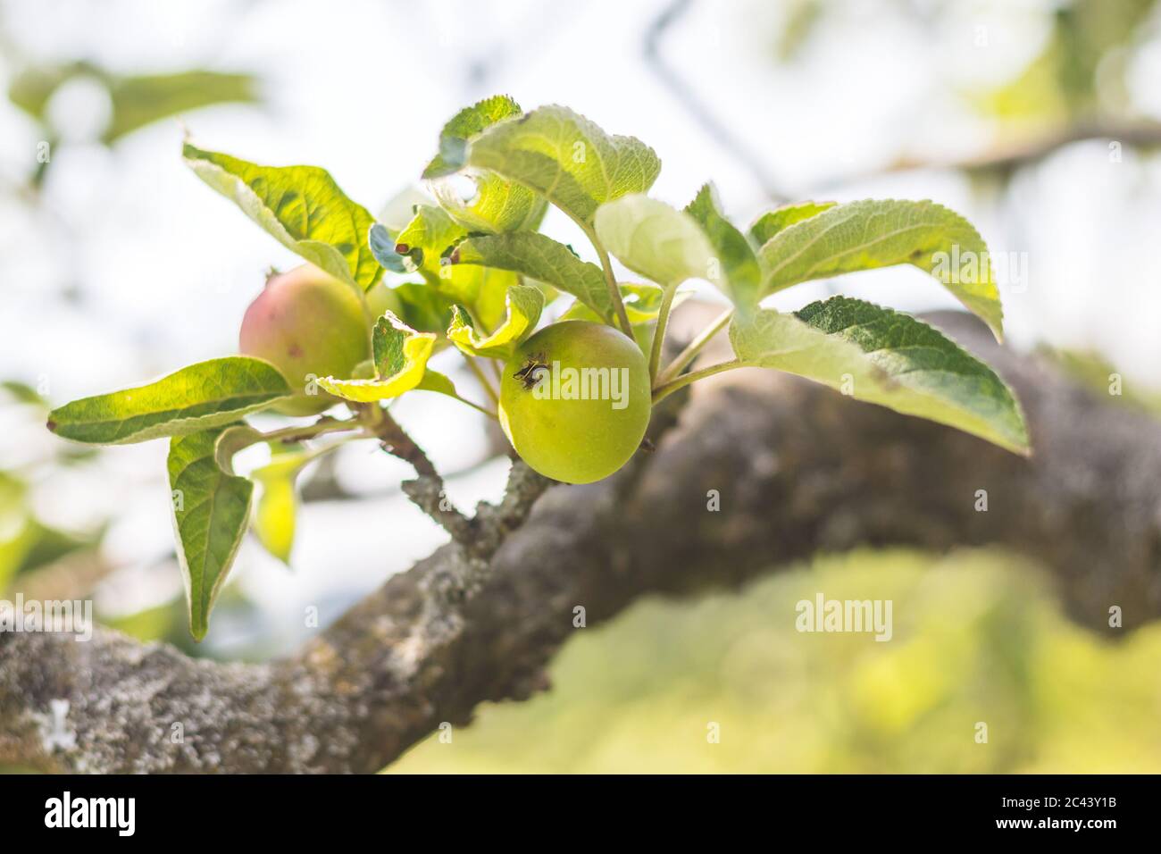 Apple tree leaves hi-res stock photography and images - Alamy