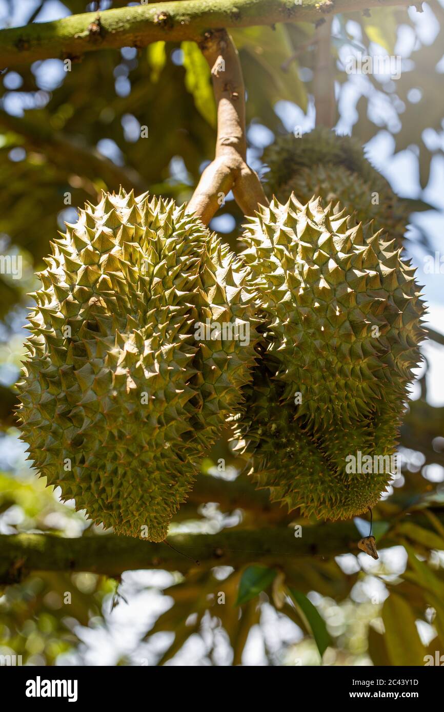 Close up durians hi-res stock photography and images - Alamy