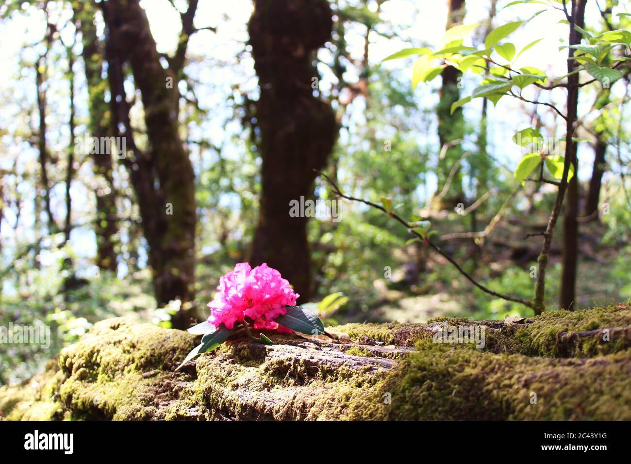 a beautiful red flower of burans( rhododendron arboreum) in the woods ...