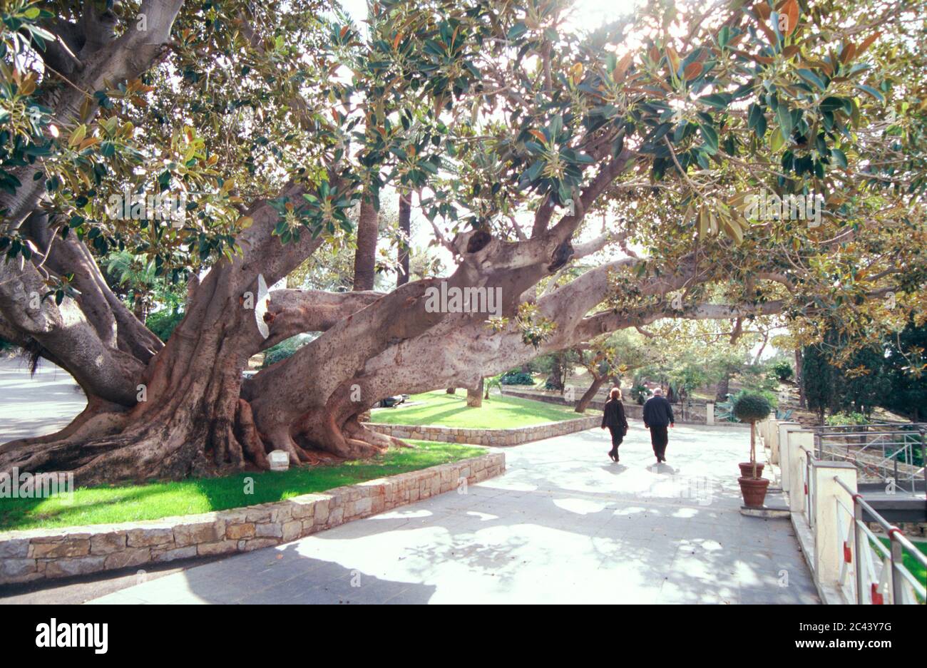 Italy, Liguria, Bordighera, Monumental Ancient Tree Called Scibreta ...