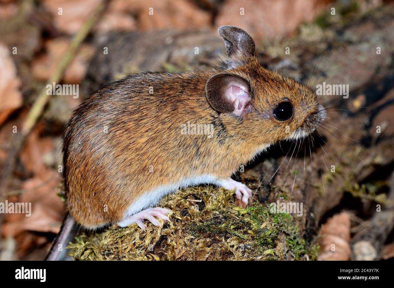 wood mouse apodemus sylvaticus Stock Photo - Alamy