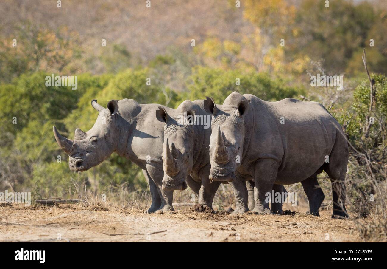 Three endangered white rhinos with big horns standing next to one ...