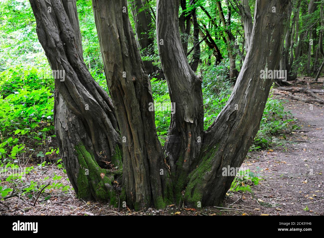 Mature hornbeam coppiced stool Stock Photo - Alamy
