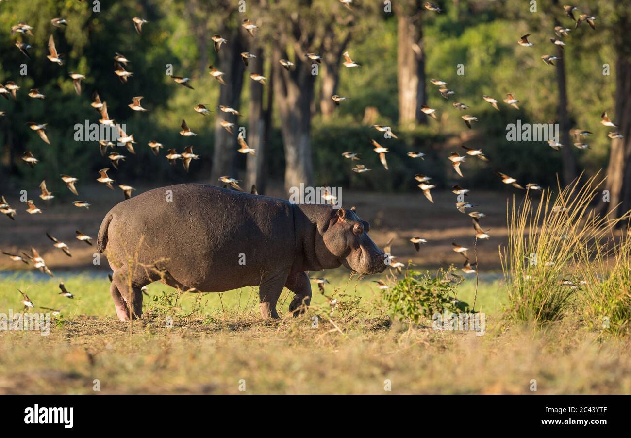 Birds of botswana hi-res stock photography and images - Alamy
