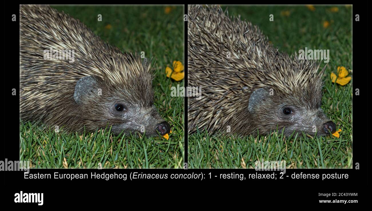 Hedgehog profile hi-res stock photography and images - Alamy
