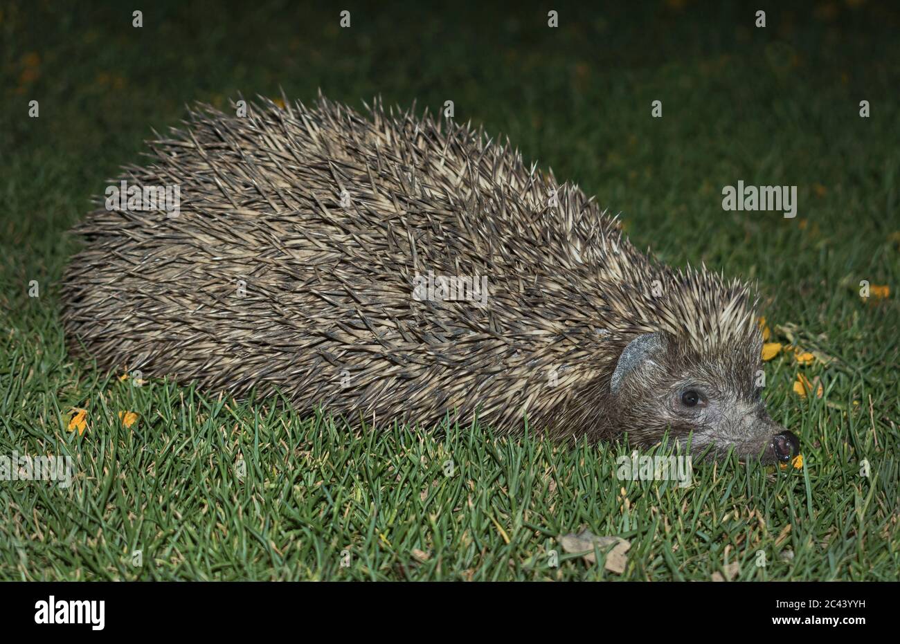 Europen hedgehog hi-res stock photography and images - Alamy