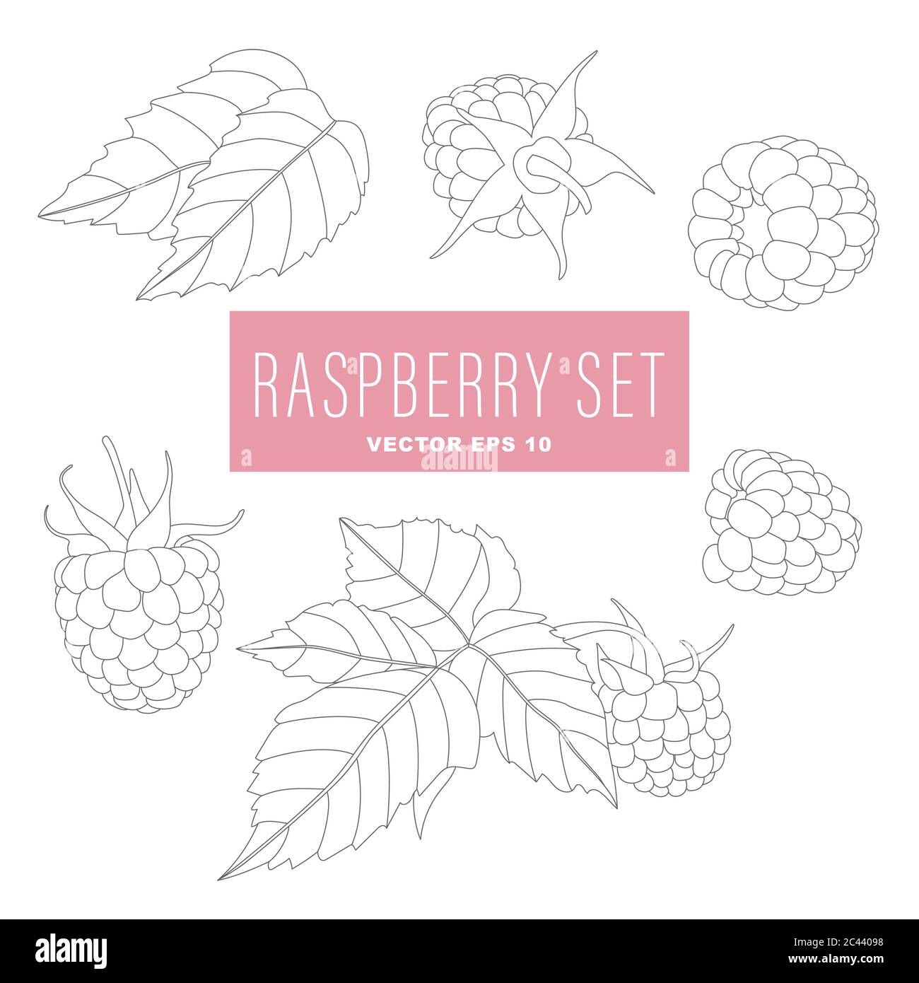 Vector set of raspberry fruits and leaves. Illustration on a white ...