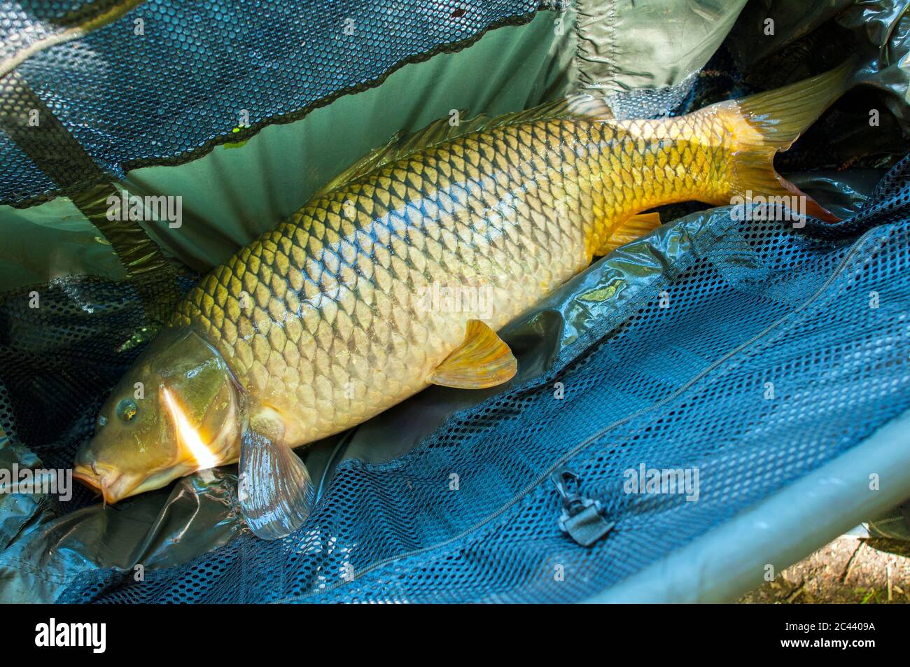 magnificent carp fish bathes in clear running water in a lake under the ...