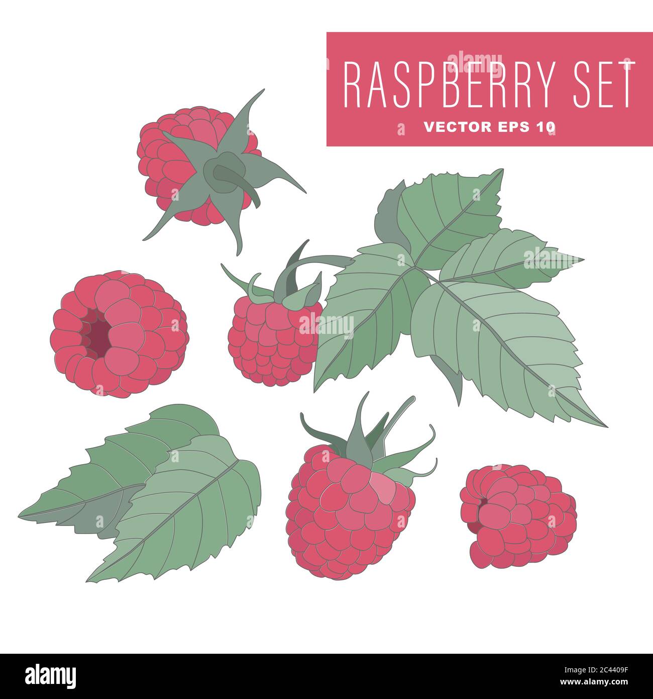 Vector set of raspberry fruits and leaves. Illustration on a white ...