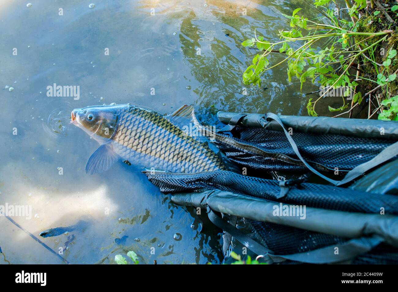 magnificent carp fish bathes in clear running water in a lake under the ...