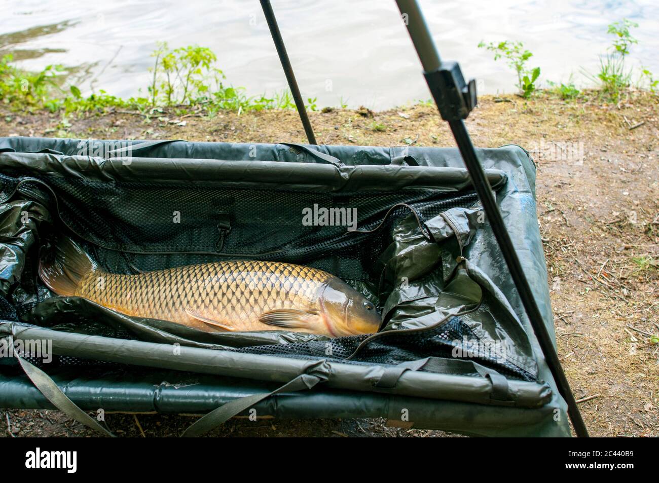 magnificent carp fish bathes in clear running water in a lake under the ...