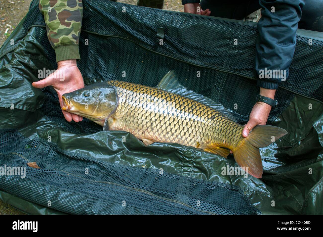 magnificent carp fish bathes in clear running water in a lake under the ...