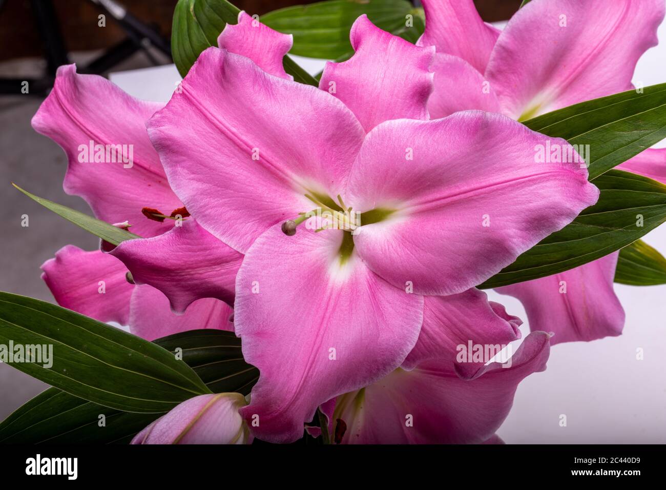 Close-up of pink liles flowers. Common names for species in this genus ...
