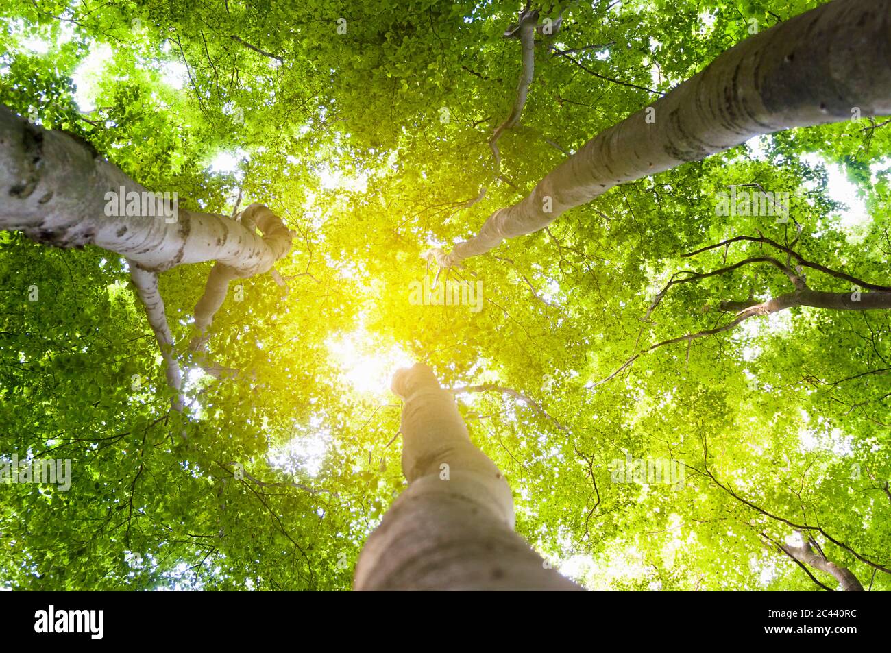 Canopy of trees hi-res stock photography and images - Alamy