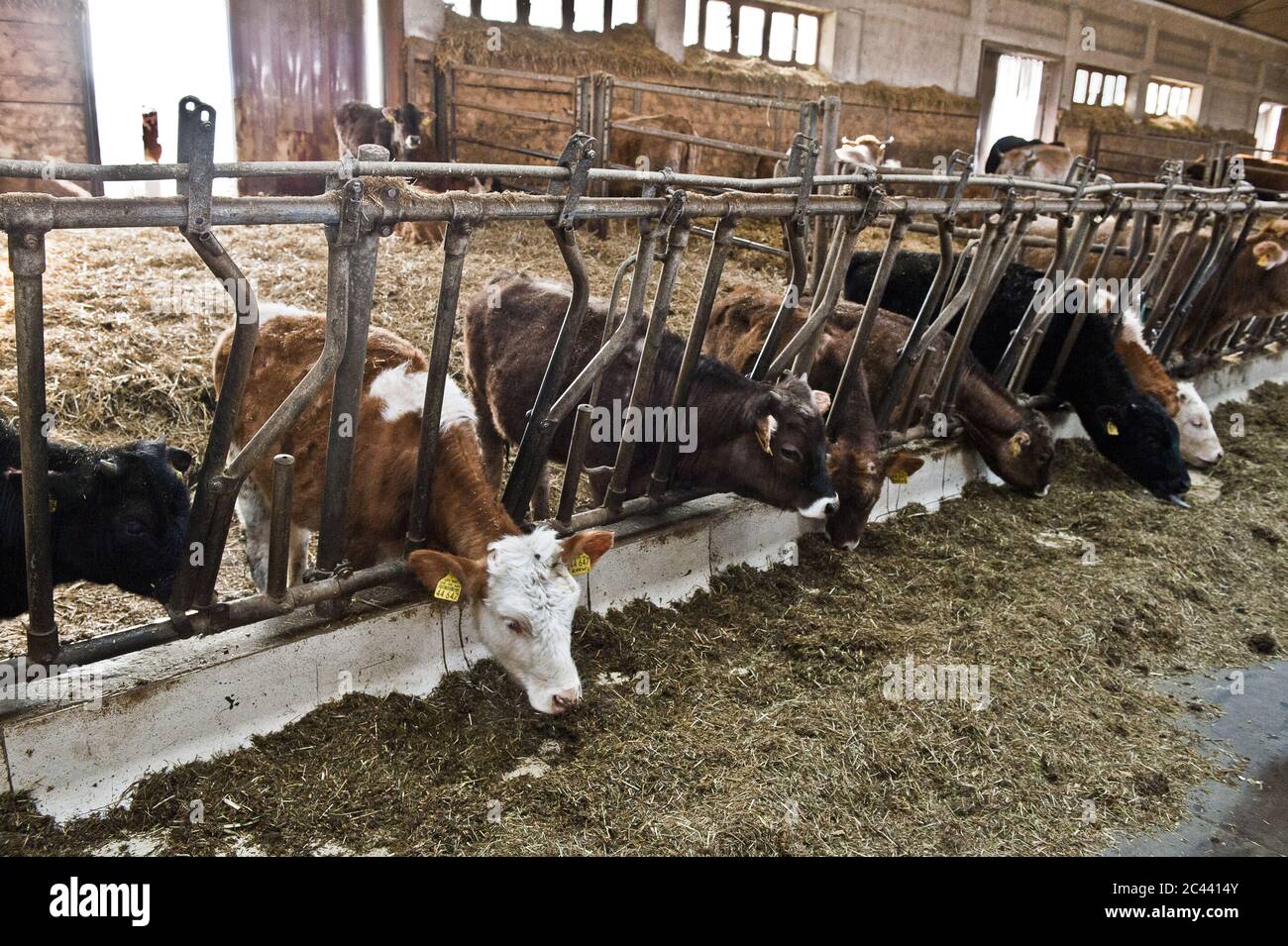 Cows in the stable Stock Photo - Alamy
