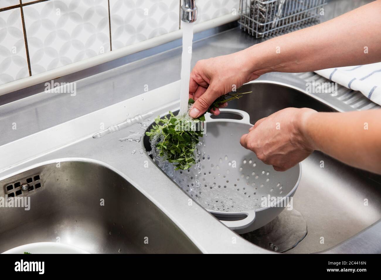 Washing oregano (Origanum vulgare Stock Photo - Alamy