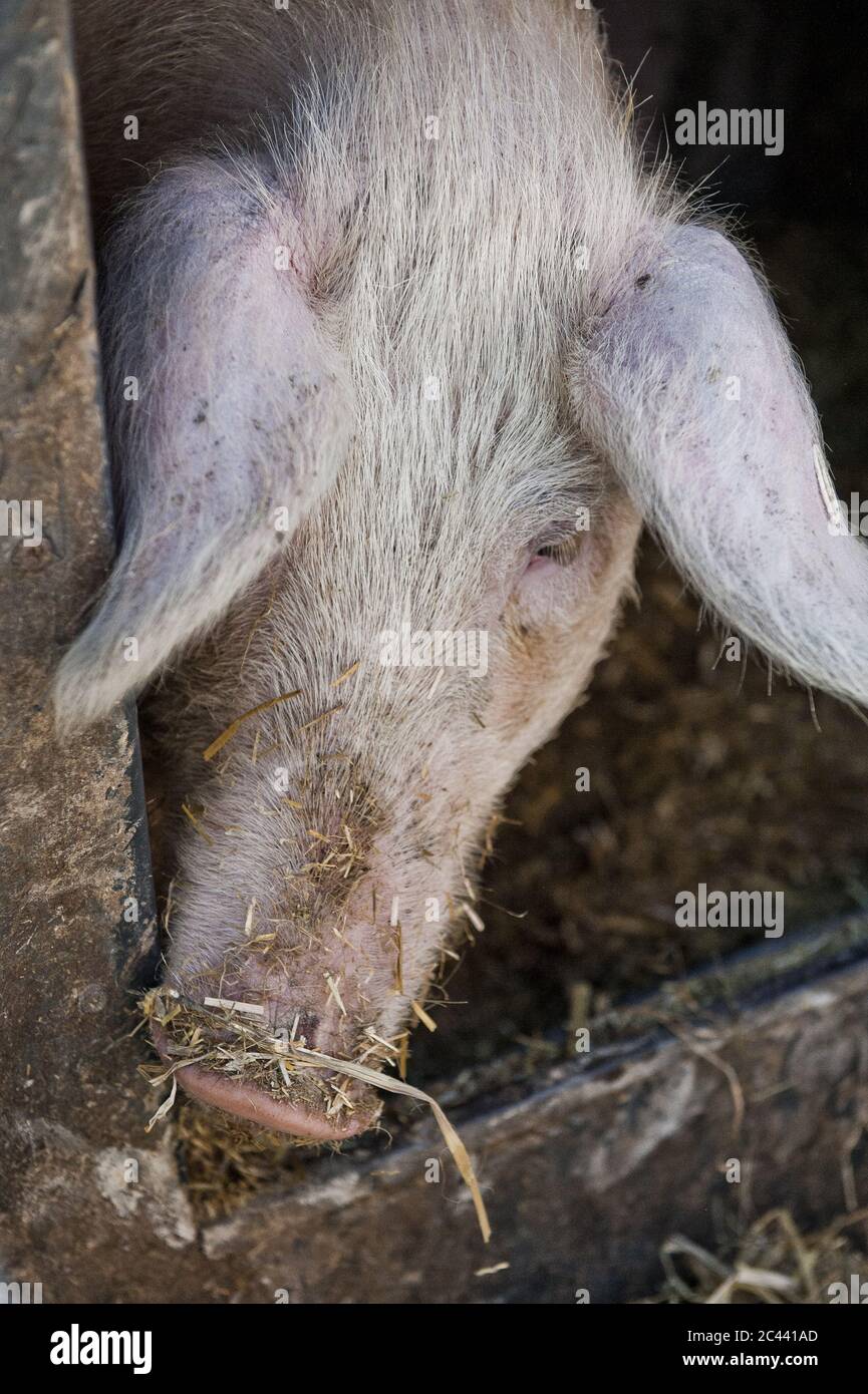 Pig in the pigsty Stock Photo - Alamy