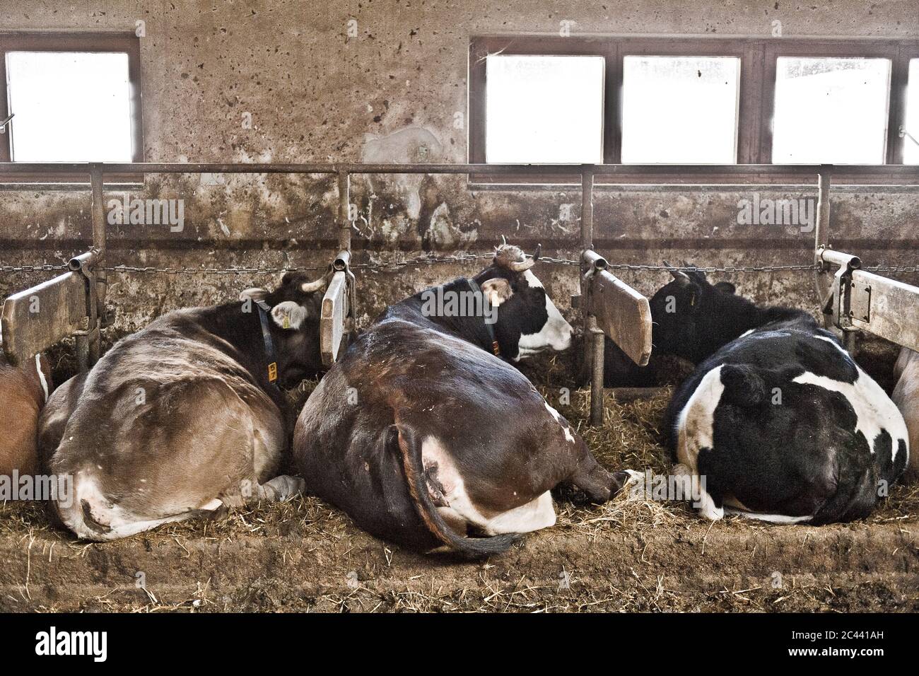Cows in stable interior hi-res stock photography and images - Alamy