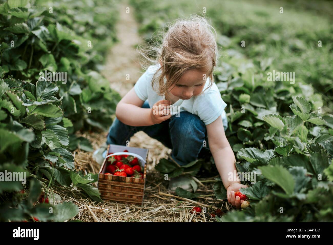 Girl picking ripe strawberries on field Stock Photo - Alamy