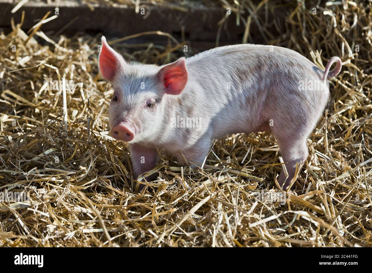 Piglet in the pigsty Stock Photo - Alamy