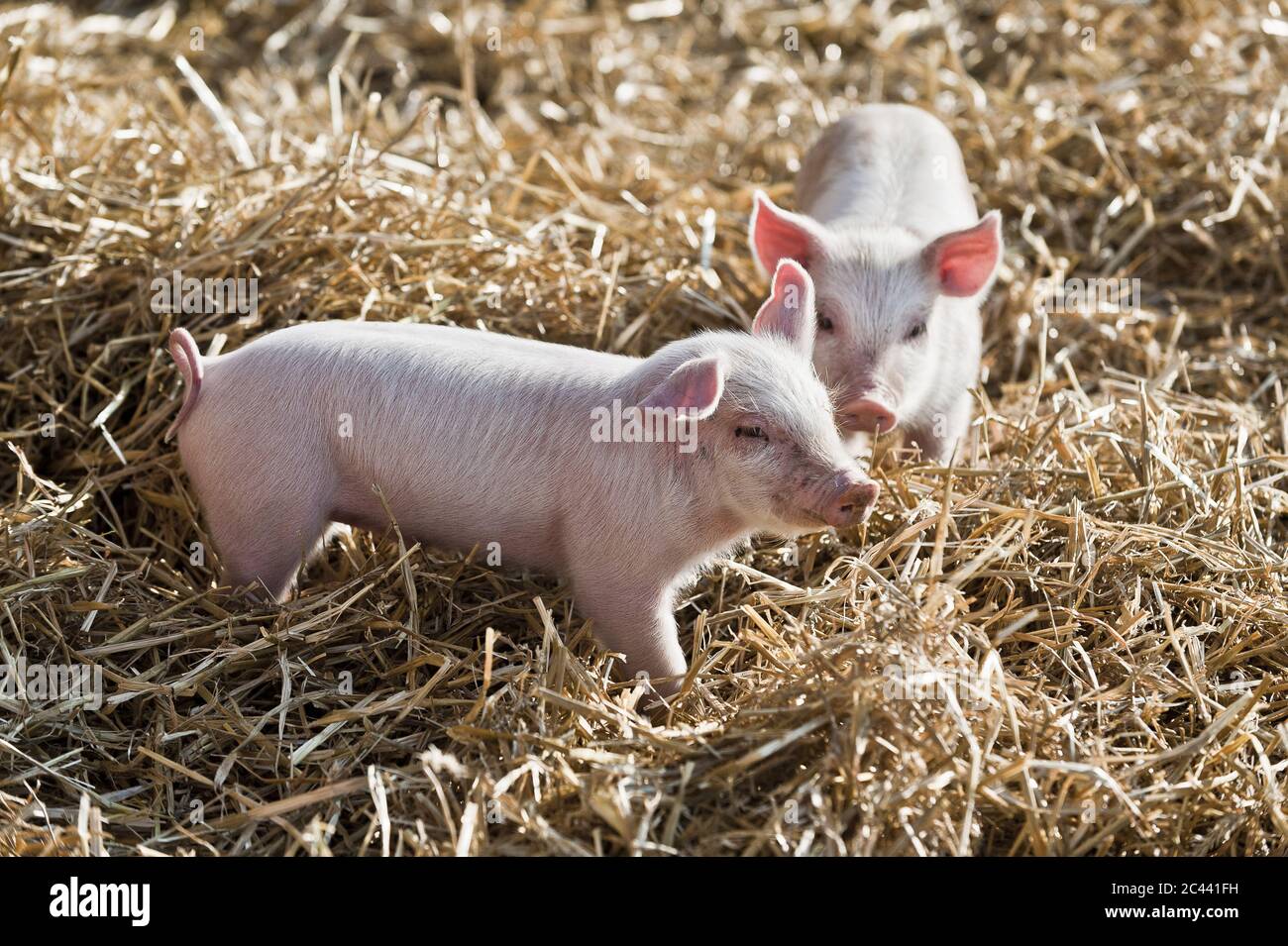 Piglet in the pigsty Stock Photo - Alamy