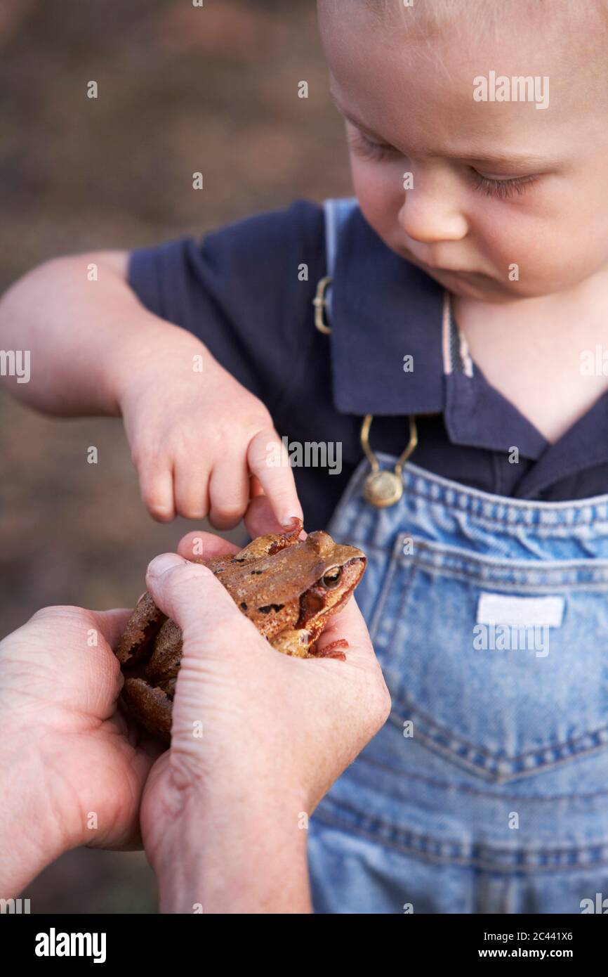Little boy looks into a toad Stock Photo - Alamy
