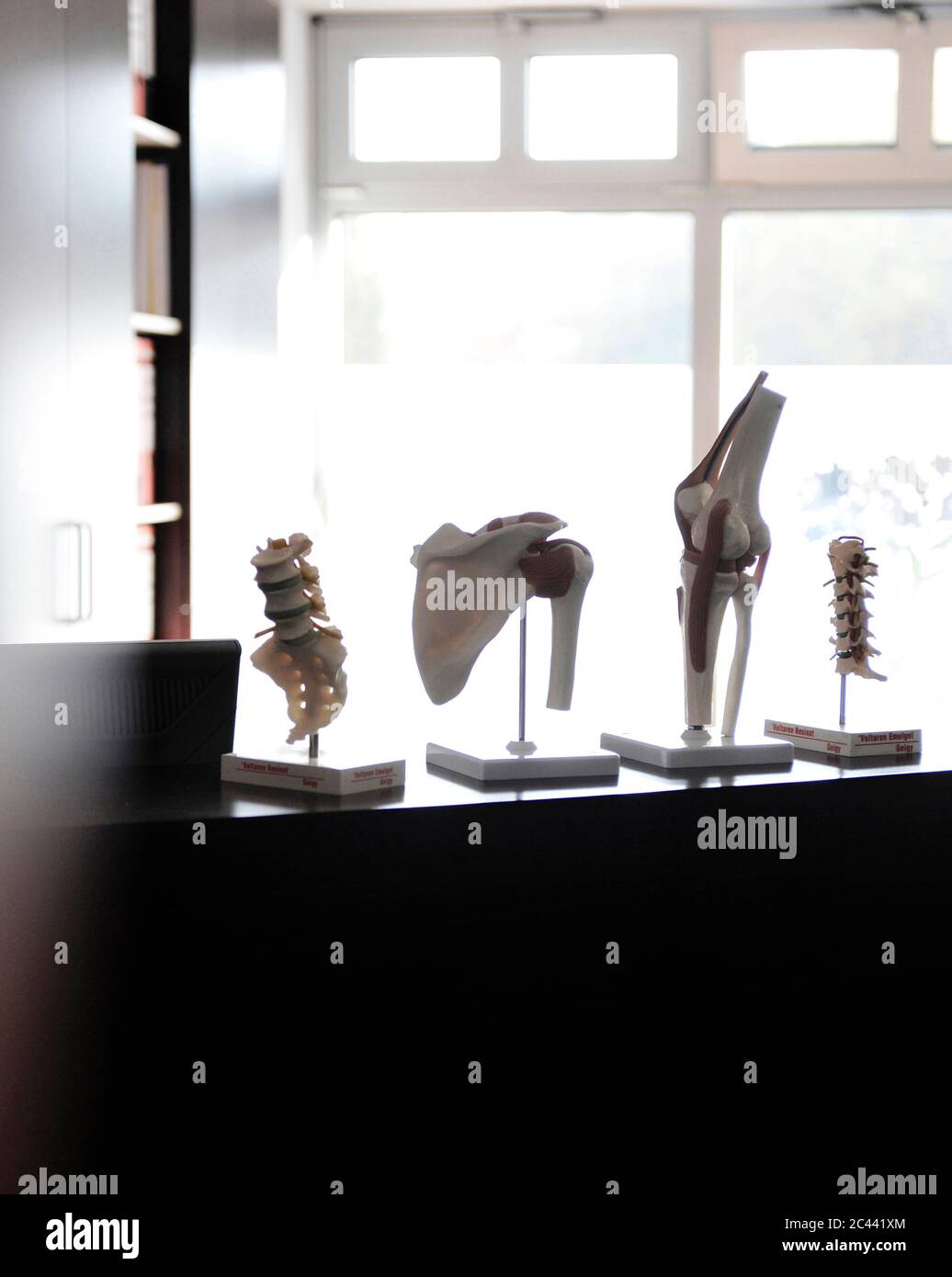 Four anatomy models in a row Stock Photo - Alamy