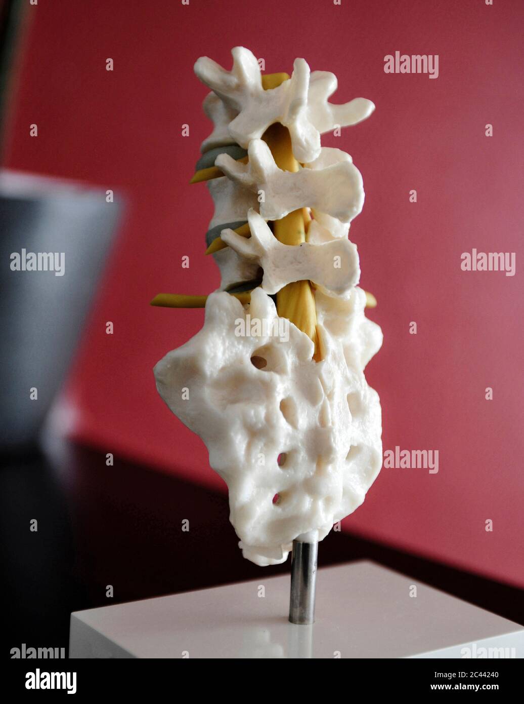Model of a spine Stock Photo - Alamy