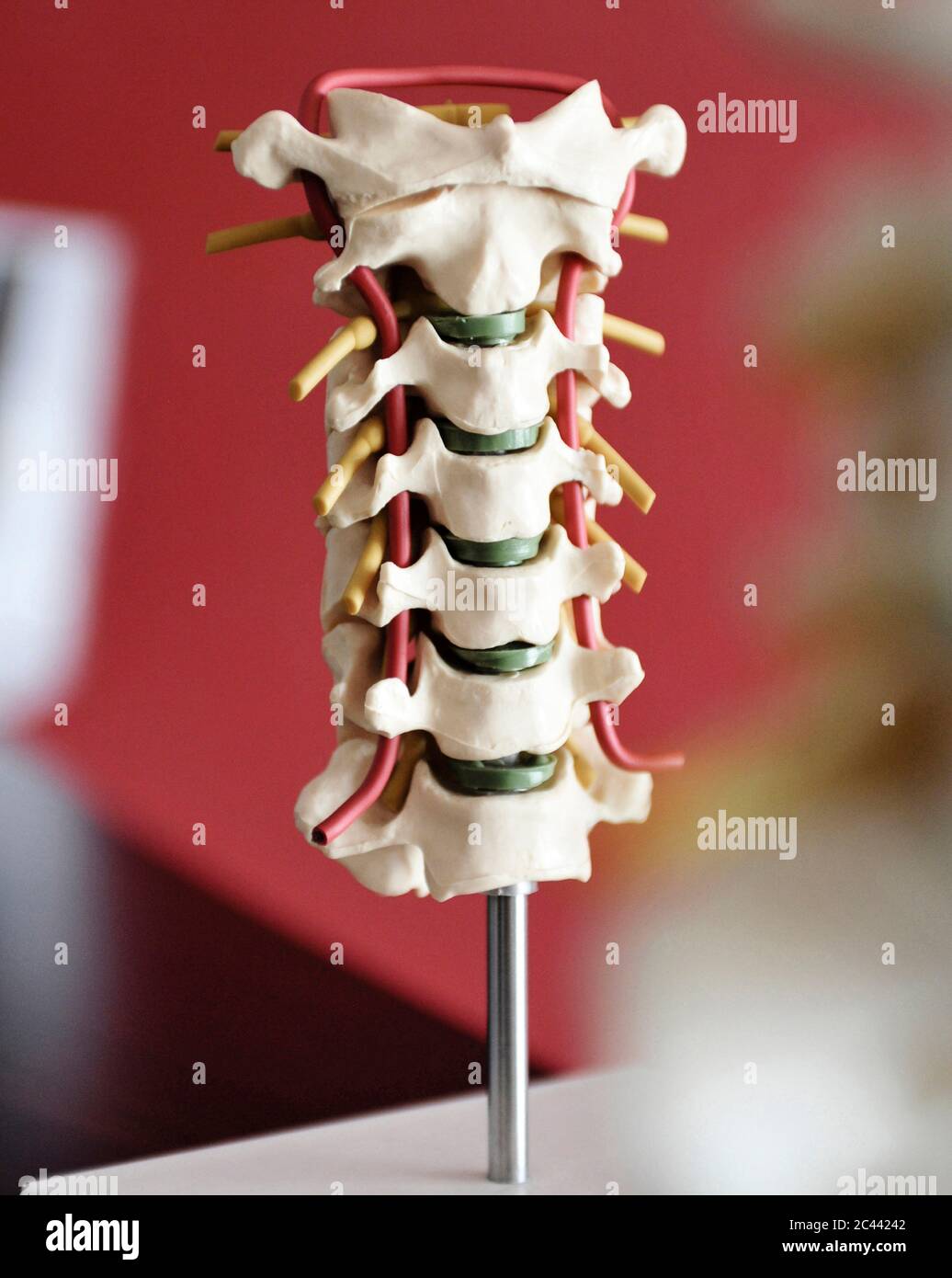 Model of a spine Stock Photo - Alamy